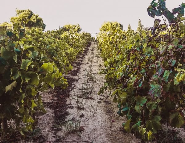 20 Things to Do in Gozo, Malta | Gabriela Here and There